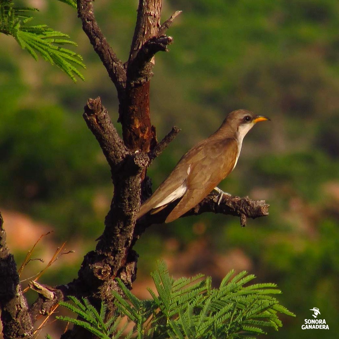 Pájaro cuclillo pico amarillo en Sonora | La distribución continental ...